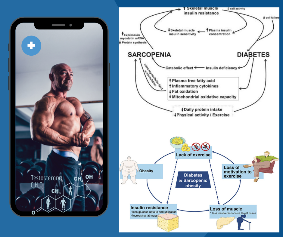 Дијабетес и саркопена дебелина Fitbody Mk Високо квалитетни суплементи Gold Touch Nutrition